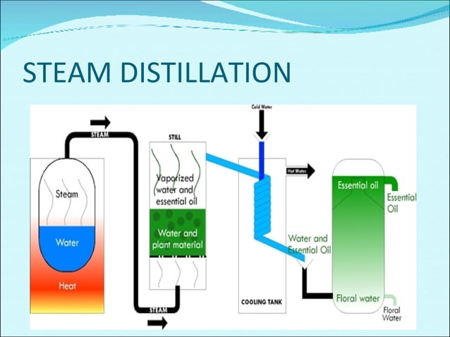 Essential Oil Production | PPT