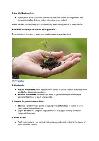 Essential 10 Tips for Protecting Plants.pdf