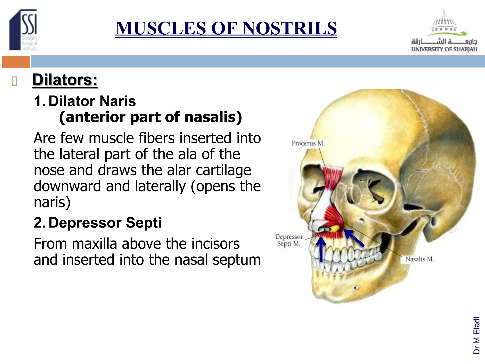 Essential anatomy for facial injections | PPTX