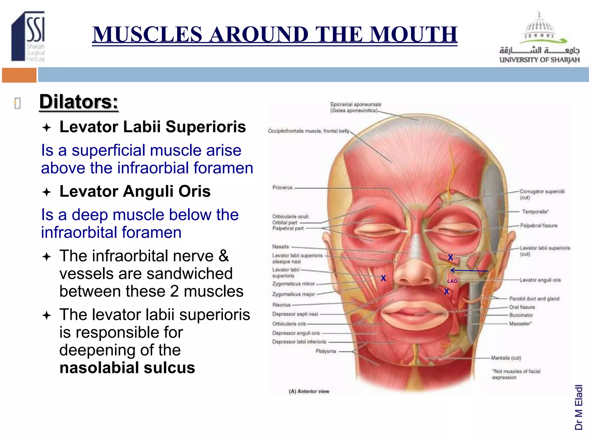 Essential anatomy for facial injections | PPTX