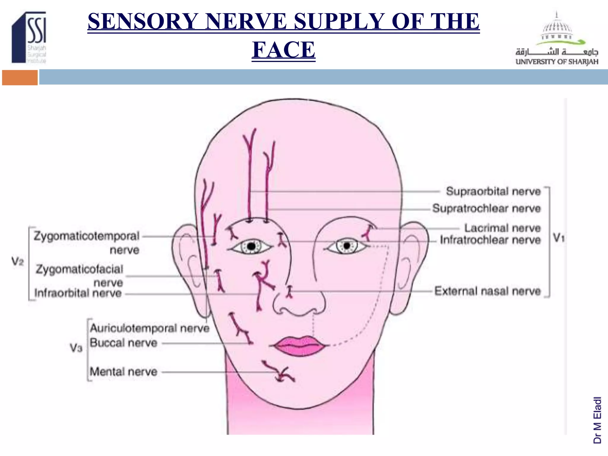 Essential anatomy for facial injections | PPTX