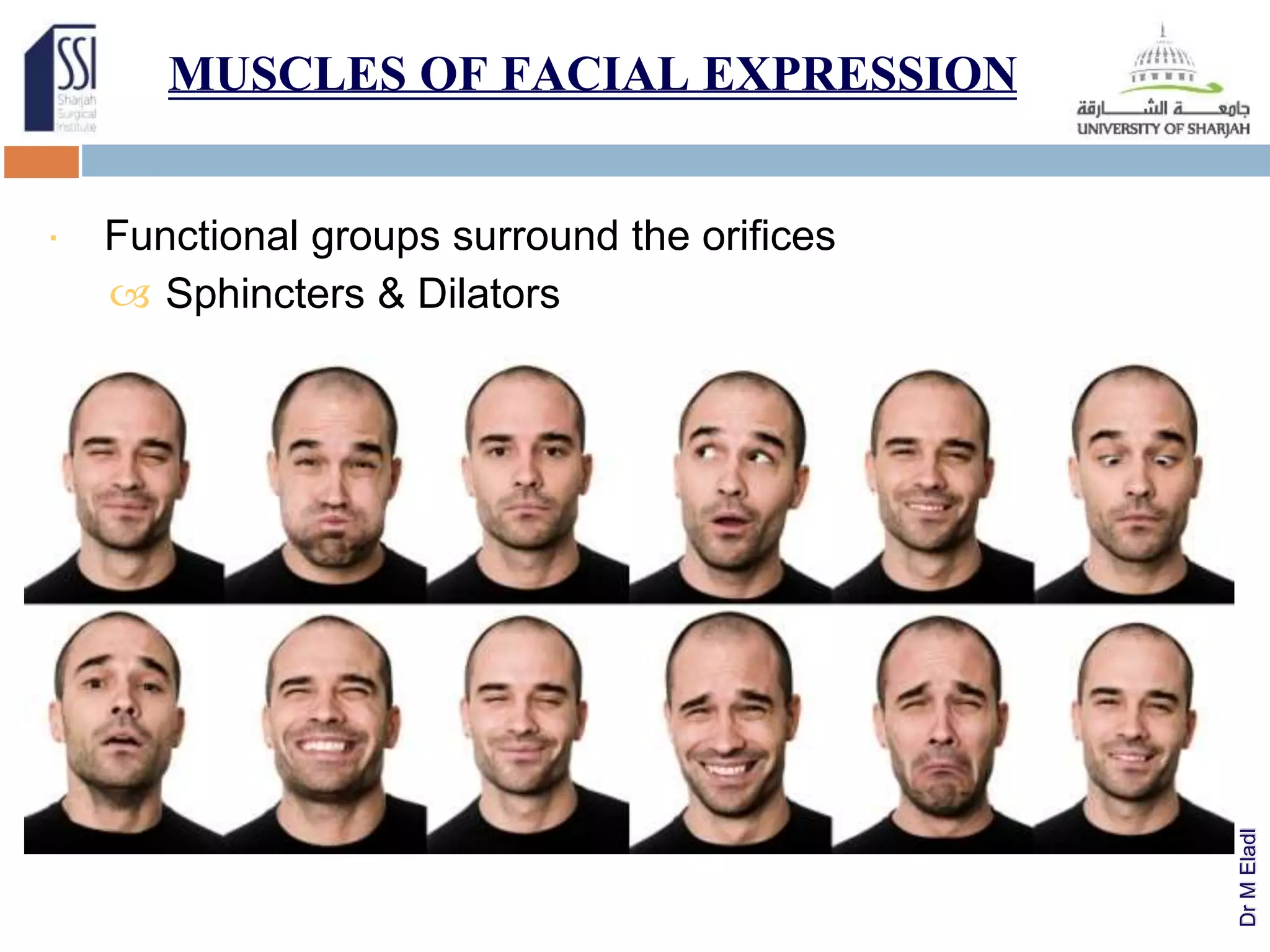 Essential anatomy for facial injections | PPTX