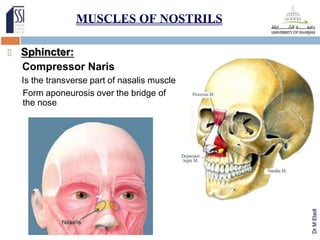 Essential anatomy for facial injections | PPTX