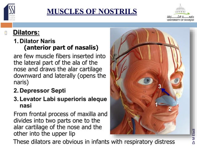 Essential anatomy for facial injections | PPTX