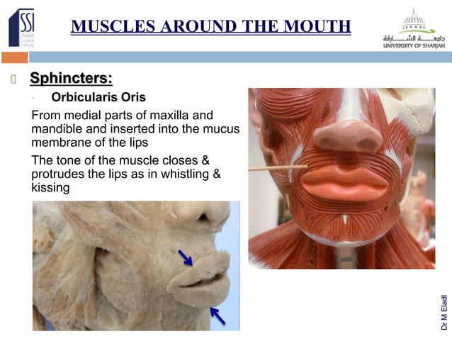 Essential anatomy for facial injections | PPTX