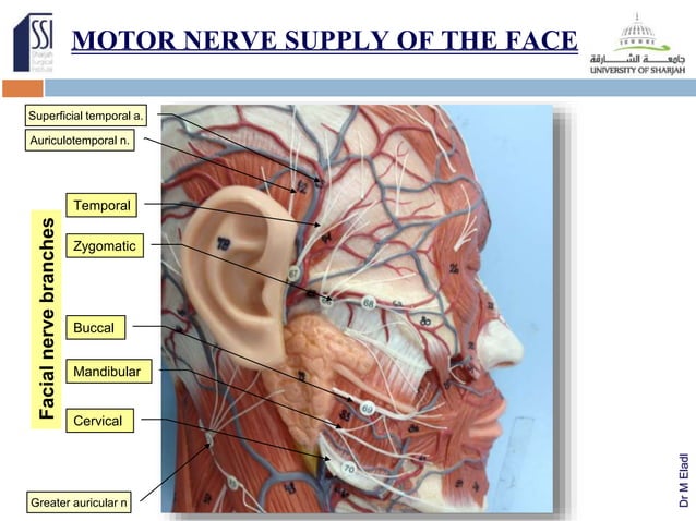 Essential anatomy for facial injections | PPTX