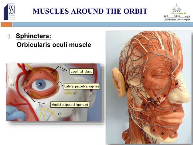 Essential anatomy for facial injections | PPTX