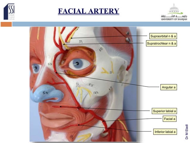 Essential anatomy for facial injections