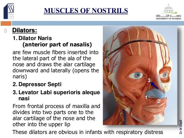 Essential anatomy for facial injections