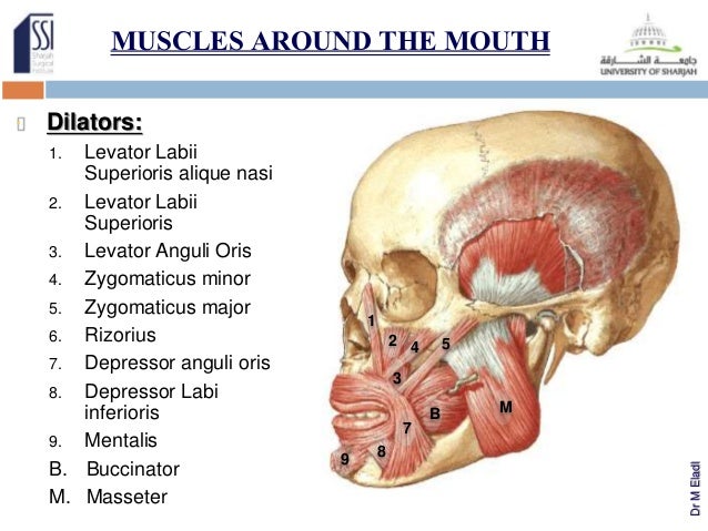 Essential anatomy for facial injections