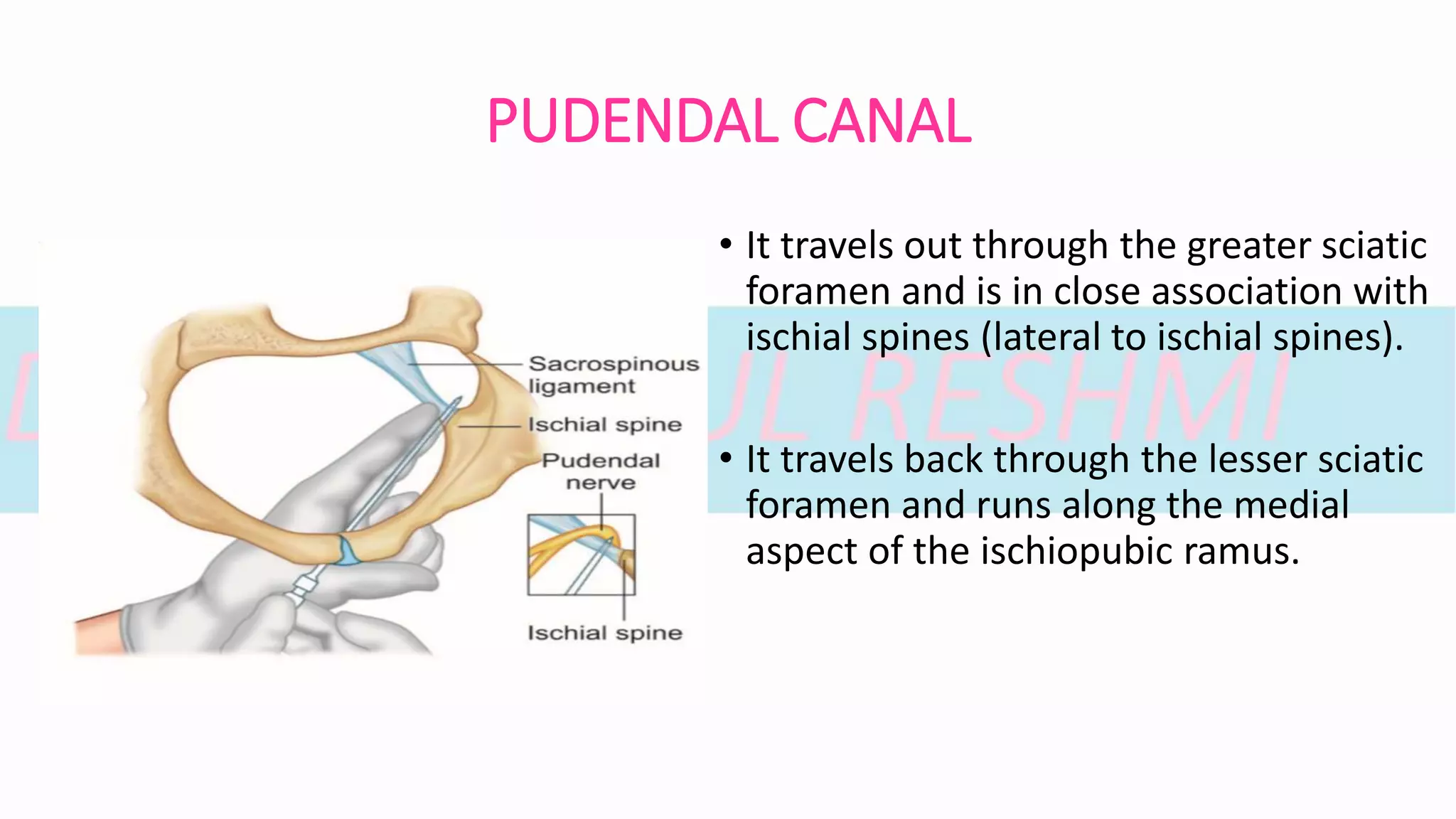 ESSENTIAL ANATOMY IN GYNAECOLOGY PART - I | PPTX