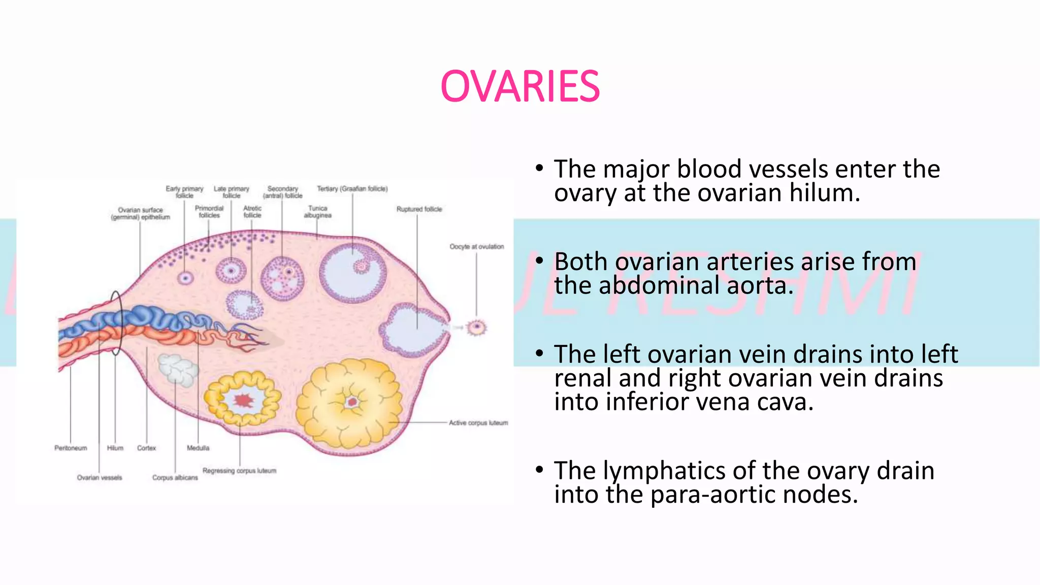 ESSENTIAL ANATOMY IN GYNAECOLOGY PART - I | PPTX