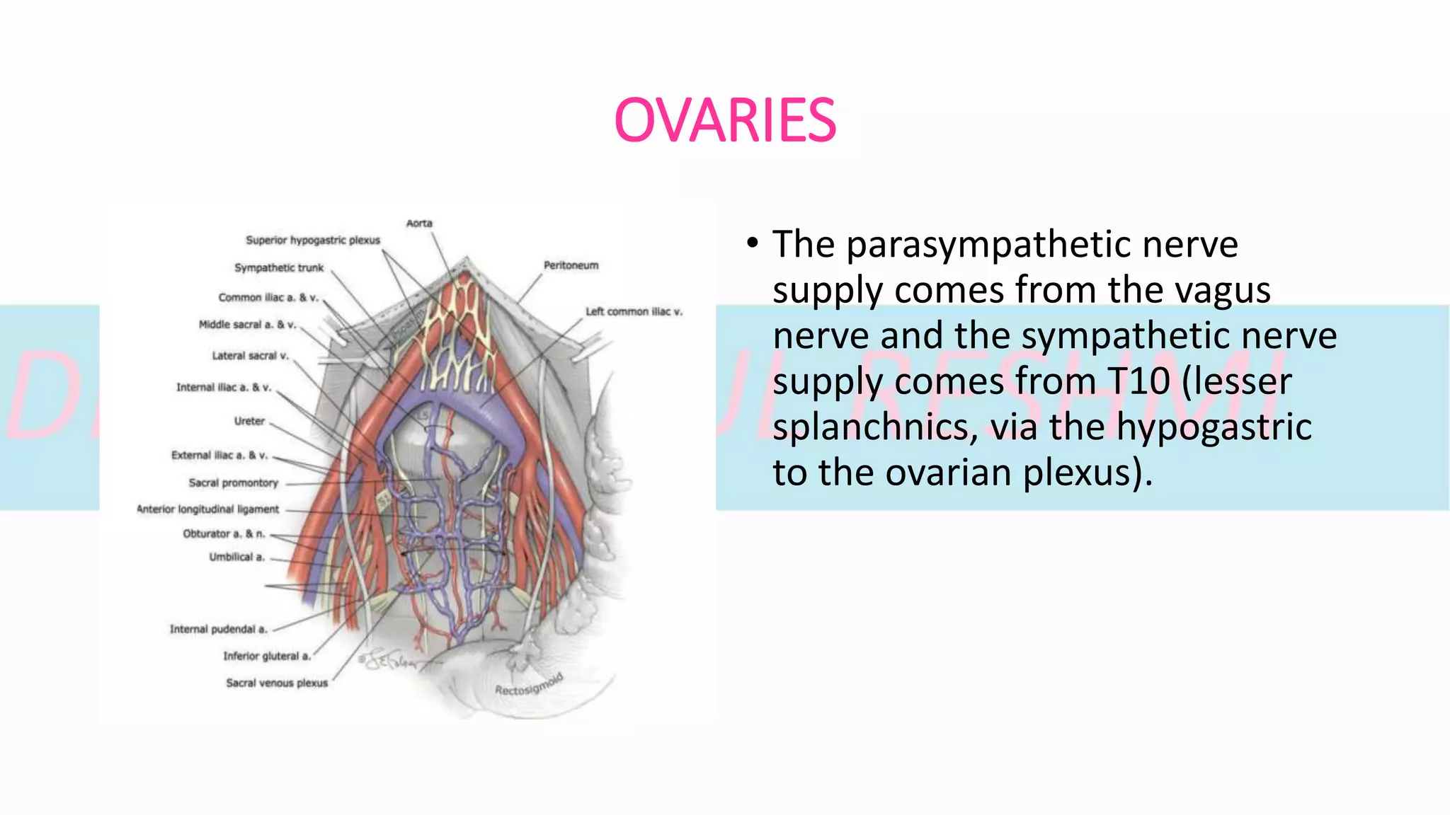 ESSENTIAL ANATOMY IN GYNAECOLOGY PART - I | PPTX