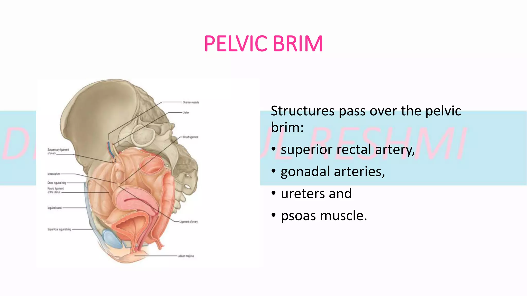 ESSENTIAL ANATOMY IN GYNAECOLOGY PART - I | PPTX