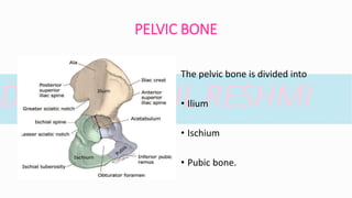 ESSENTIAL ANATOMY IN GYNAECOLOGY PART - I | PPTX