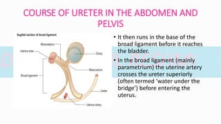 ESSENTIAL ANATOMY IN GYNAECOLOGY PART - I | PPTX