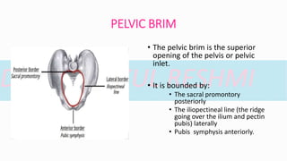 ESSENTIAL ANATOMY IN GYNAECOLOGY PART - I | PPTX
