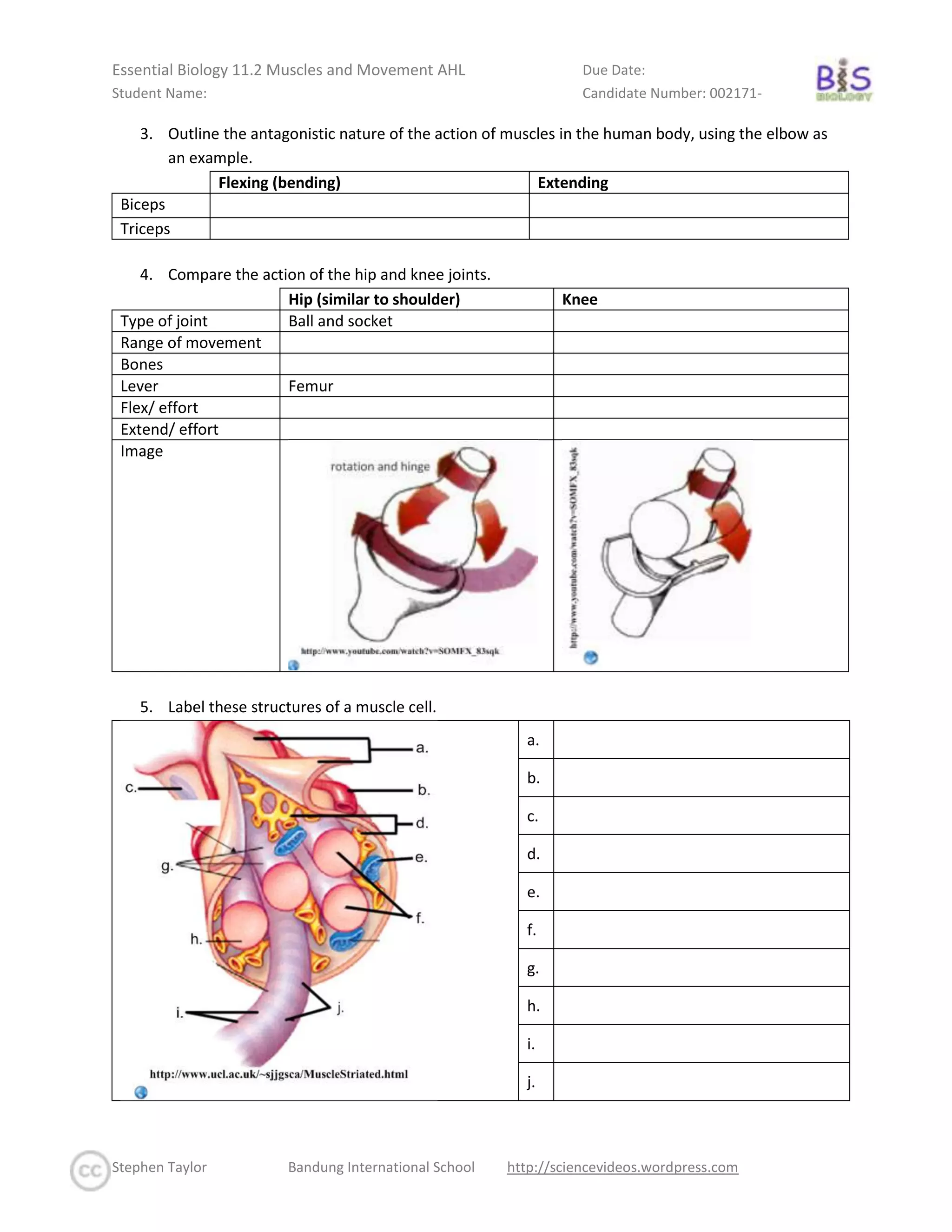 Essential Biology 11.2 Muscles and Movement AHL | DOCX | Biological ...