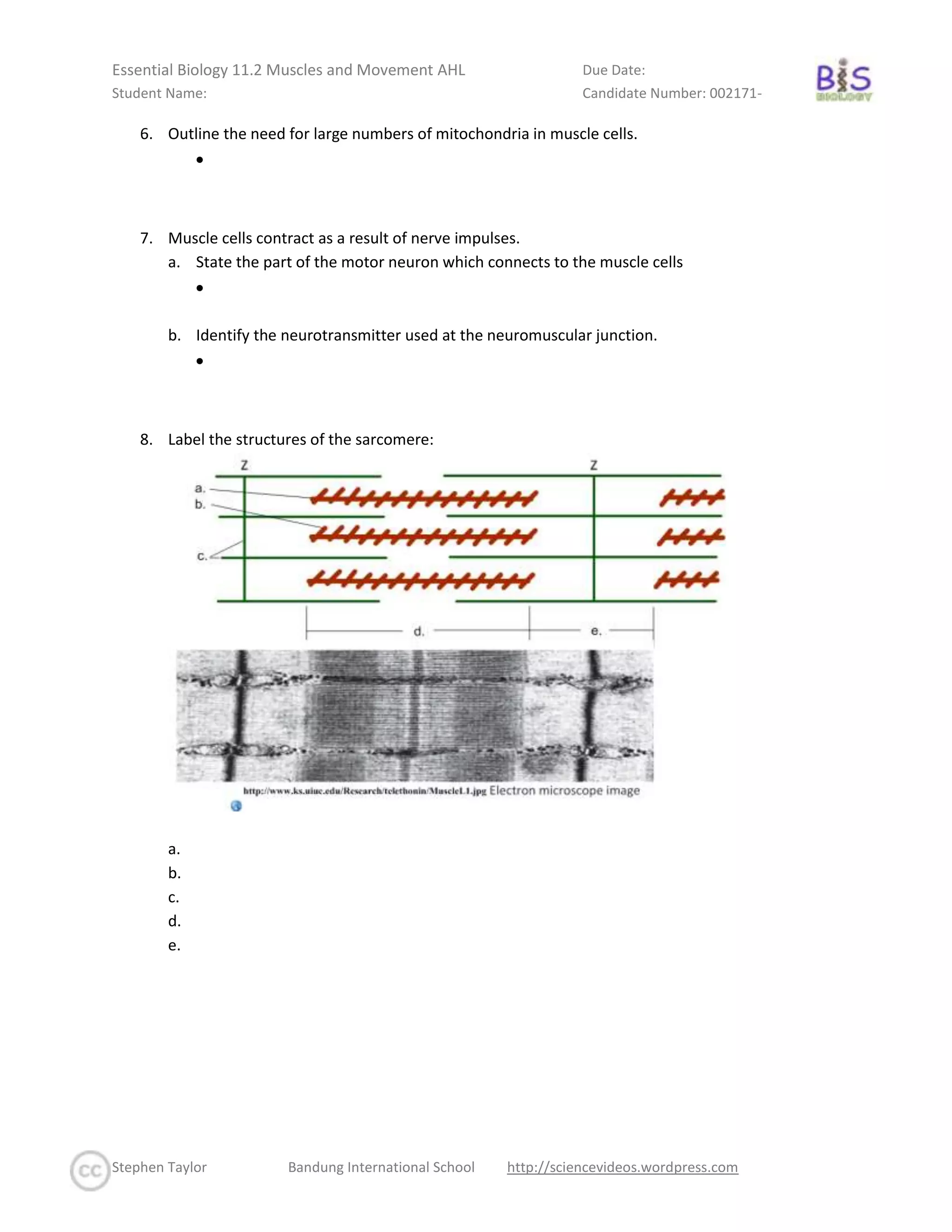 Essential Biology 11.2 Muscles and Movement AHL | DOCX