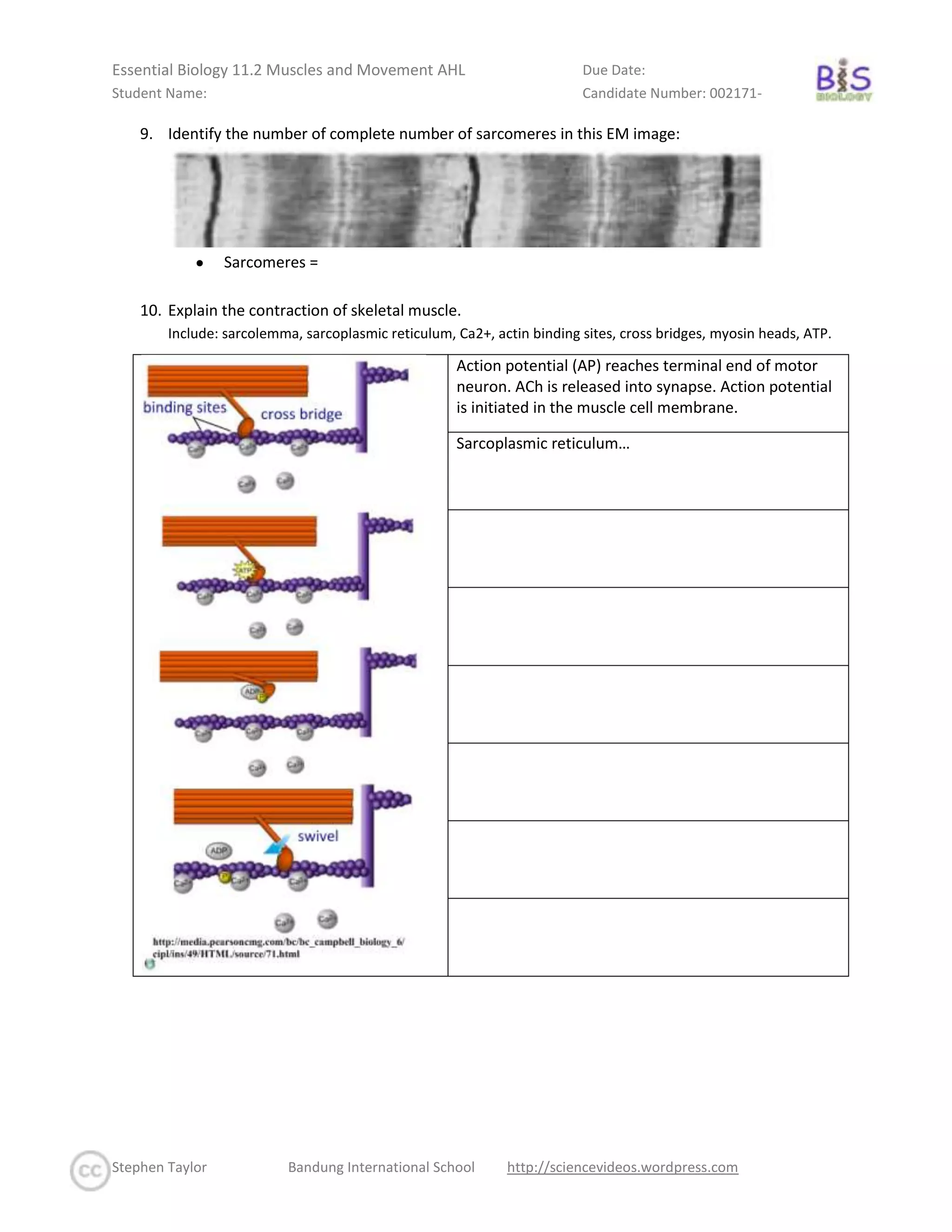 Essential Biology 11.2 Muscles and Movement AHL | DOCX