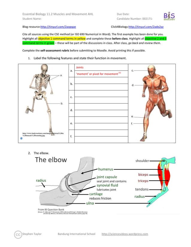 Essential Biology 11.2 Muscles and Movement AHL | DOCX | Biological ...