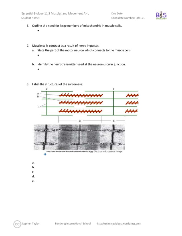 Essential Biology 11.2 Muscles and Movement AHL | DOCX | Biological ...