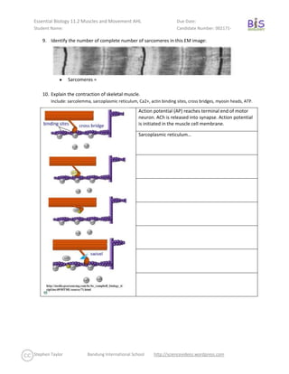 Essential Biology 11.2 Muscles and Movement AHL | DOCX | Biological ...