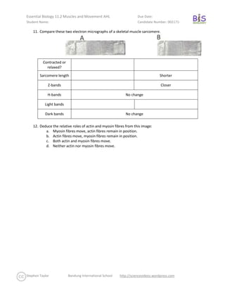 Essential Biology 11.2 Muscles and Movement AHL | DOCX | Biological ...