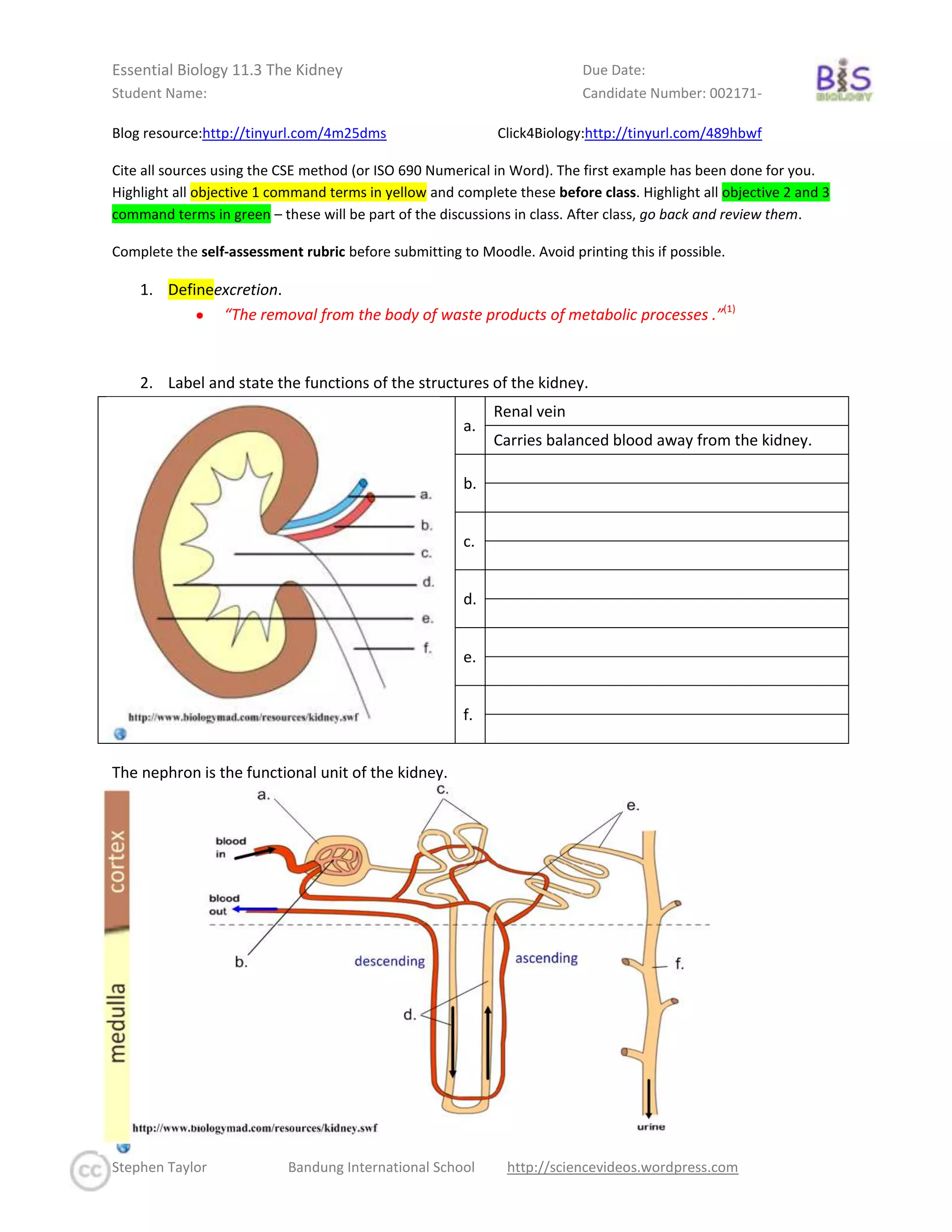Essential Biology 11.3 The Kidney (AHL) | DOCX