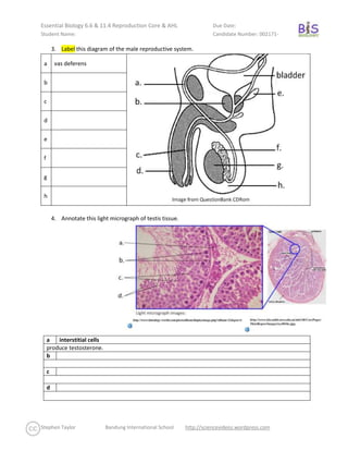 Essential Biology 6.6 & 11.1 Reproduction Core & AHL | DOCX