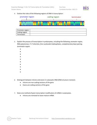 Essential Biology 7.3 7.4 Transcription Translation ahl | DOCX