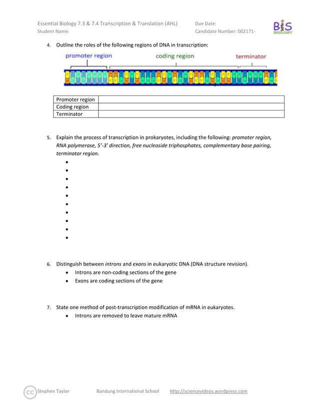 Essential Biology 7.3 7.4 Transcription Translation ahl | PDF