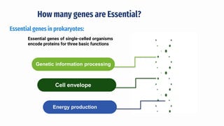 Essential Genes of prokaryotes and eukaryotes.pptx