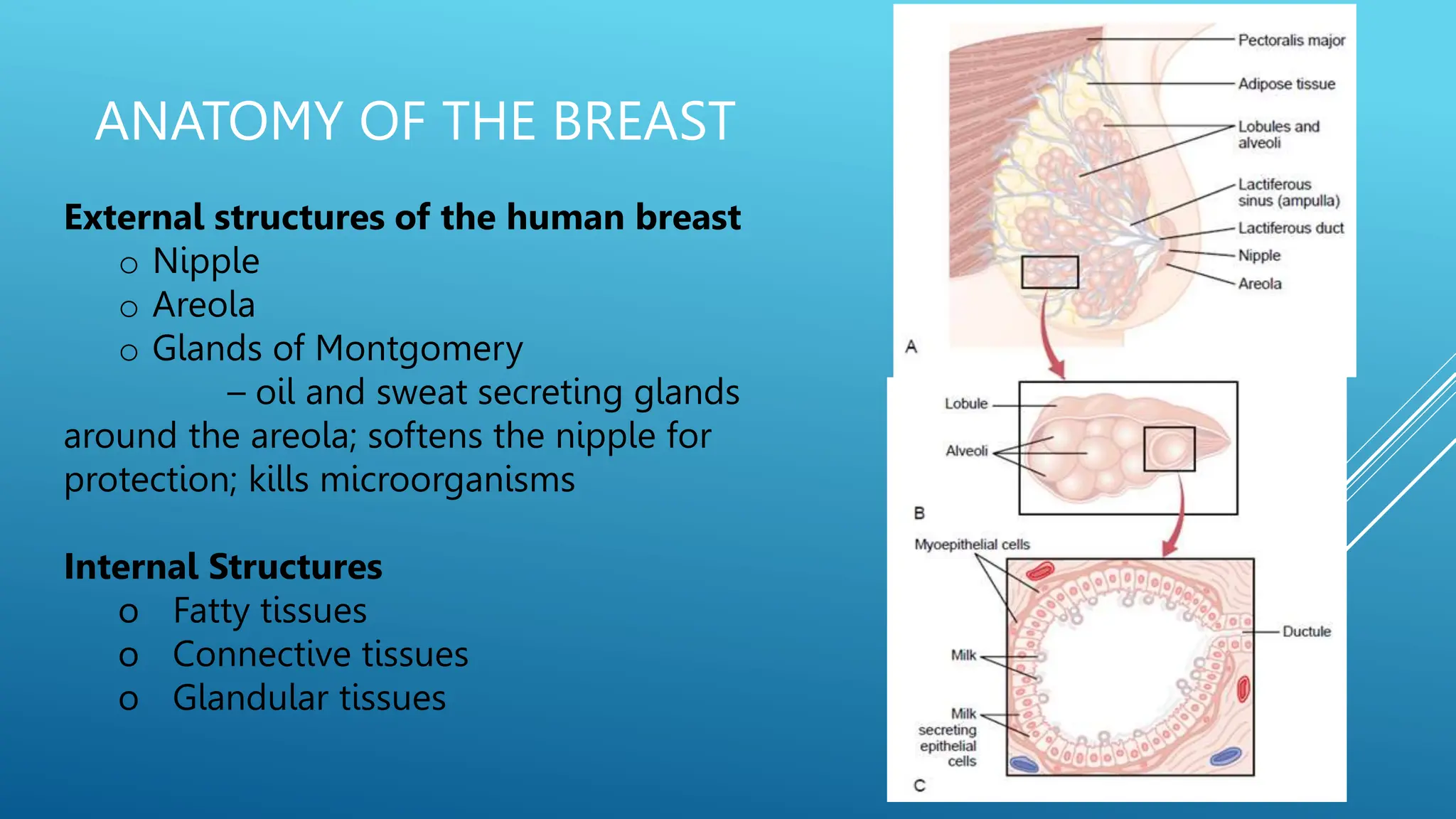 Essential Intrapartum and Newborn Care (EINC).pptx