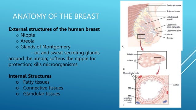 Essential Intrapartum and Newborn Care (EINC).pptx | Pregnancy ...
