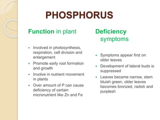 Essential nutrients for plants, their function and deficiency symptoms ...