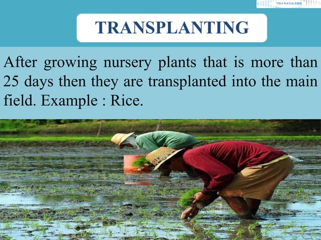 ESSENTIAL PLANT NUTRIENTS.pptx