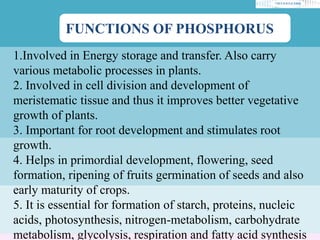 ESSENTIAL PLANT NUTRIENTS.pptx