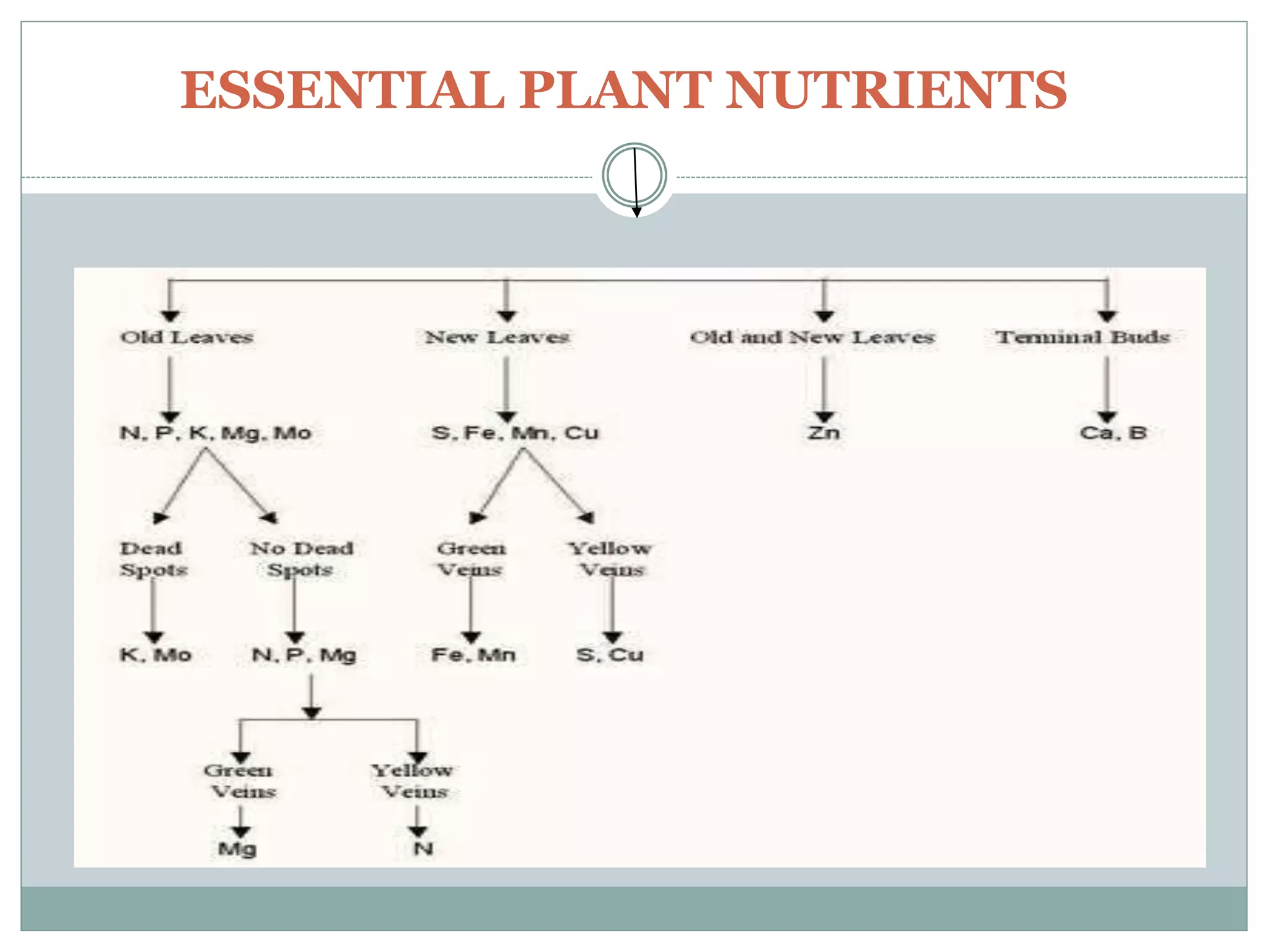 Essential plant nutrients,ppt | PPTX