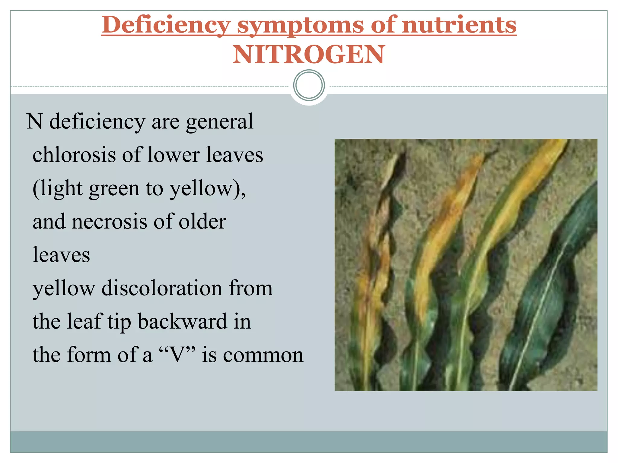 Essential plant nutrients,ppt | PPTX
