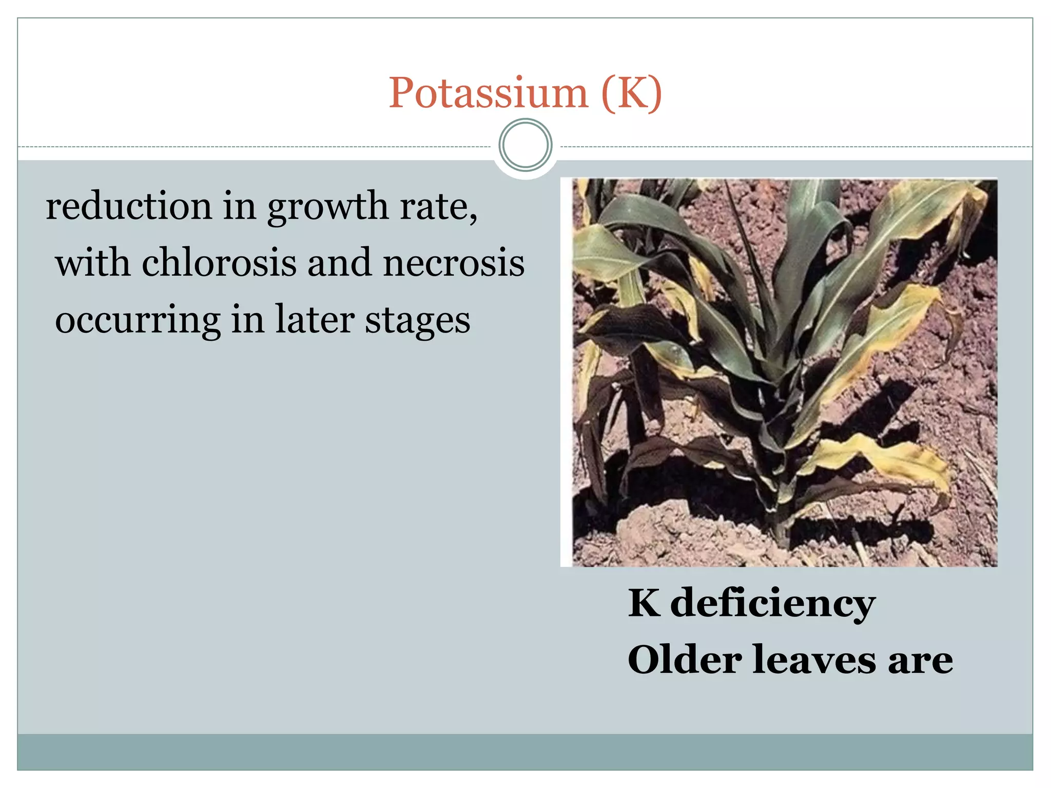 Essential plant nutrients,ppt | PPTX