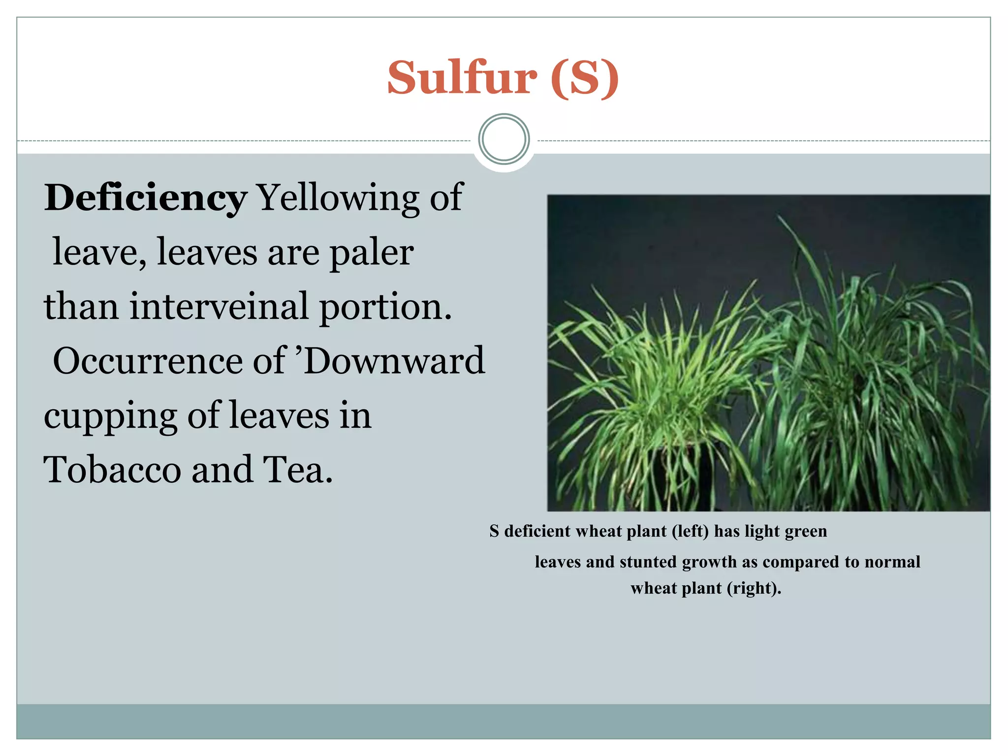 Essential plant nutrients,ppt | PPTX