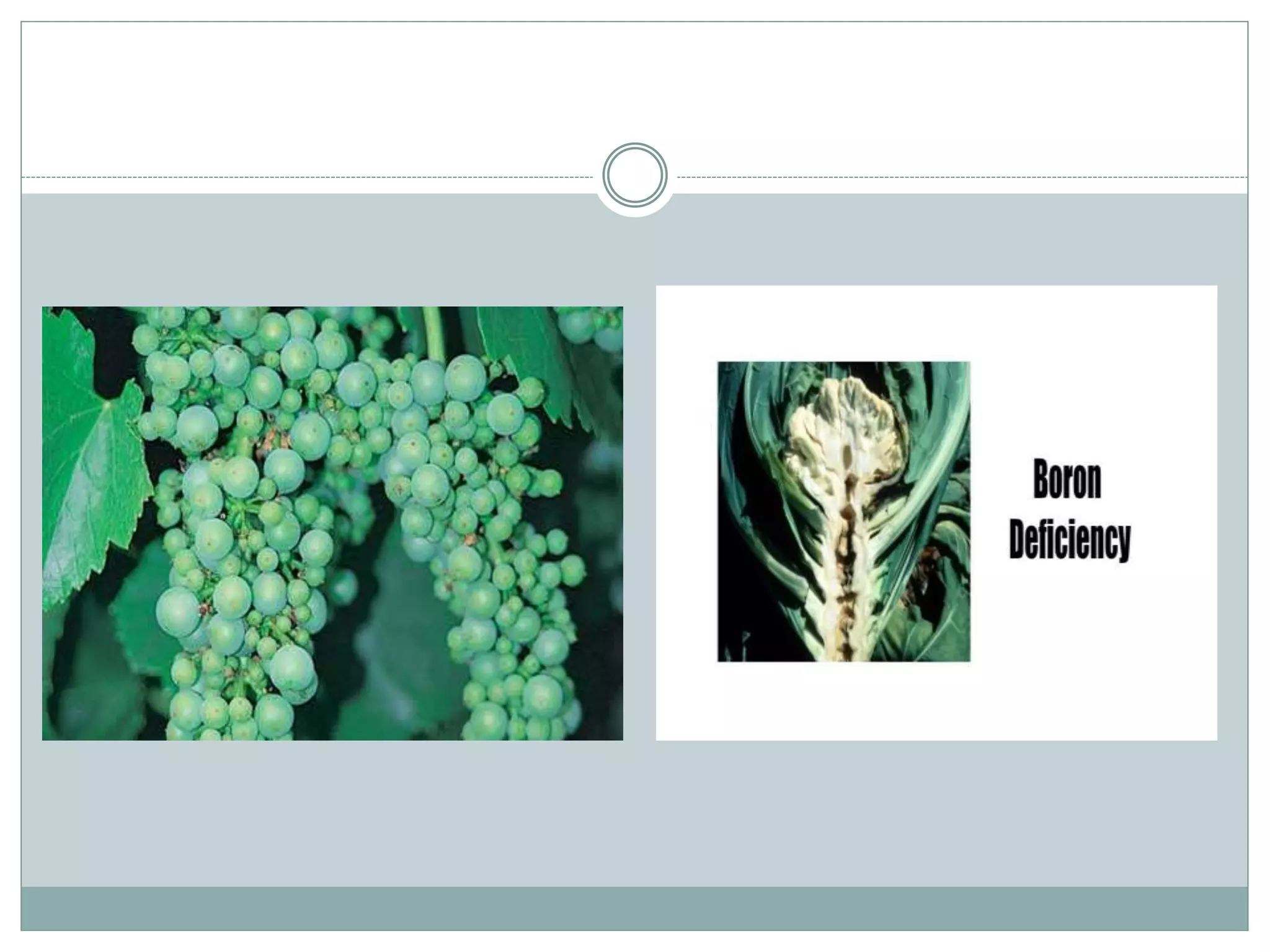 Essential plant nutrients,ppt | PPTX