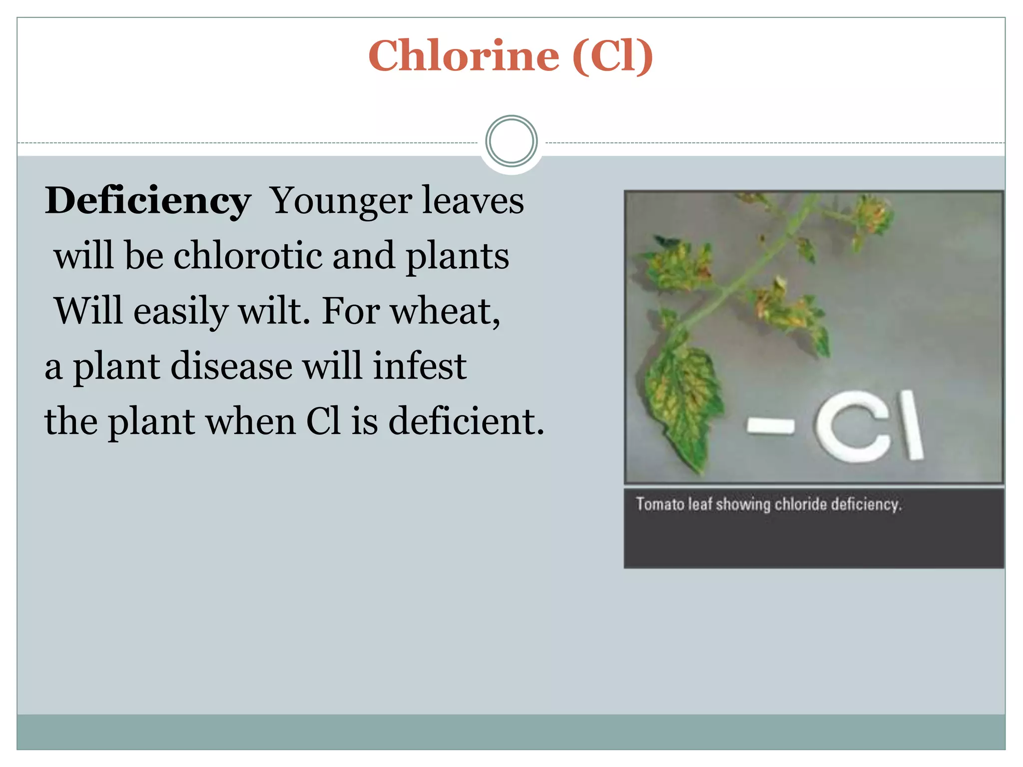 Essential plant nutrients,ppt | PPTX