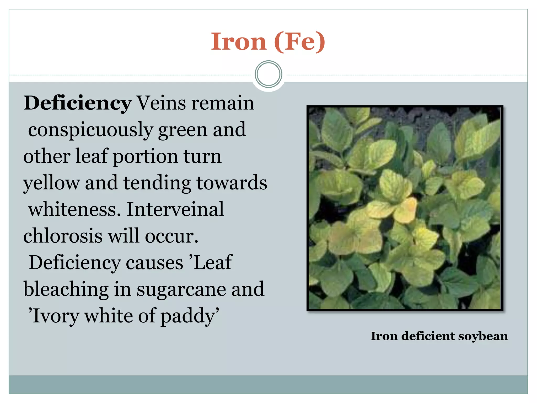 Essential plant nutrients,ppt | PPTX