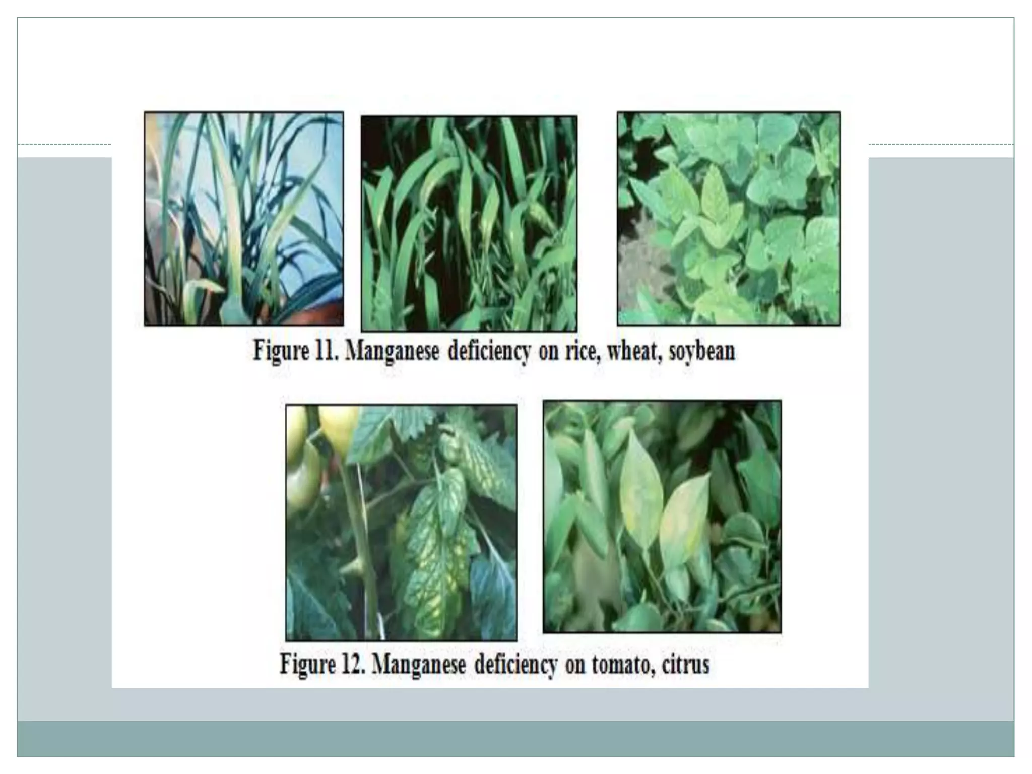 Essential plant nutrients,ppt | PPTX
