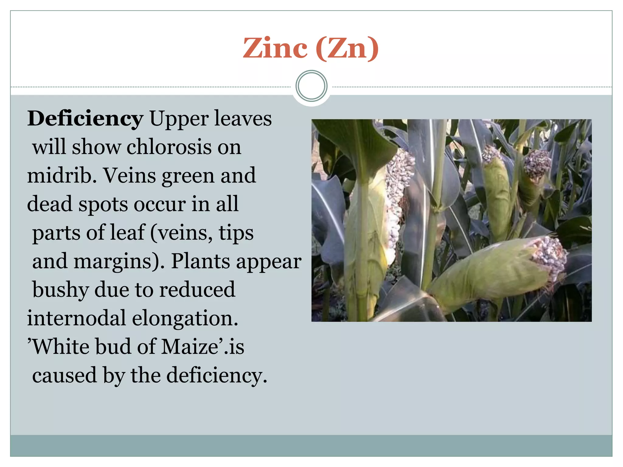 Essential plant nutrients,ppt | PPTX