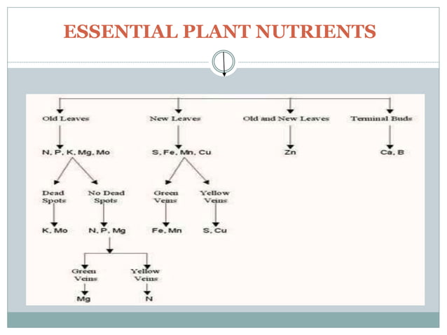 Essential plant nutrients,ppt | PPTX | Agriculture | Industries