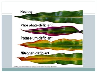 Essential plant nutrients,ppt | PPTX