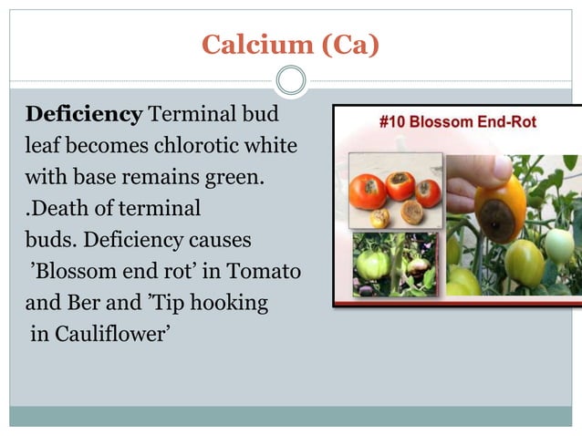 Essential plant nutrients,ppt | PPTX | Agriculture | Industries